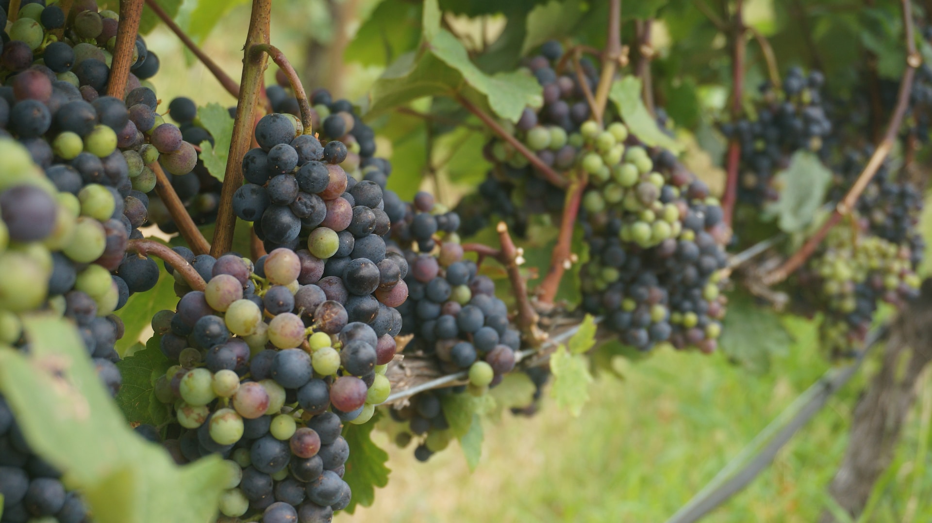 Carnival Grapes vs Cotton Candy Grapes – A Detailed Comparison ...